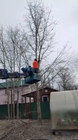 пилим и кронируем деревья по Сахалину #shorts #65 #спил деревьев #арборист