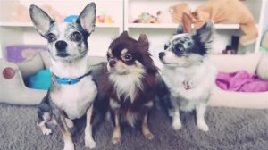 История от хвоста — потерялась в большом мире 🐕🧭