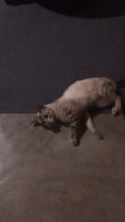 Mi gato maúlla, da una vuelta y guiña el ojo xd