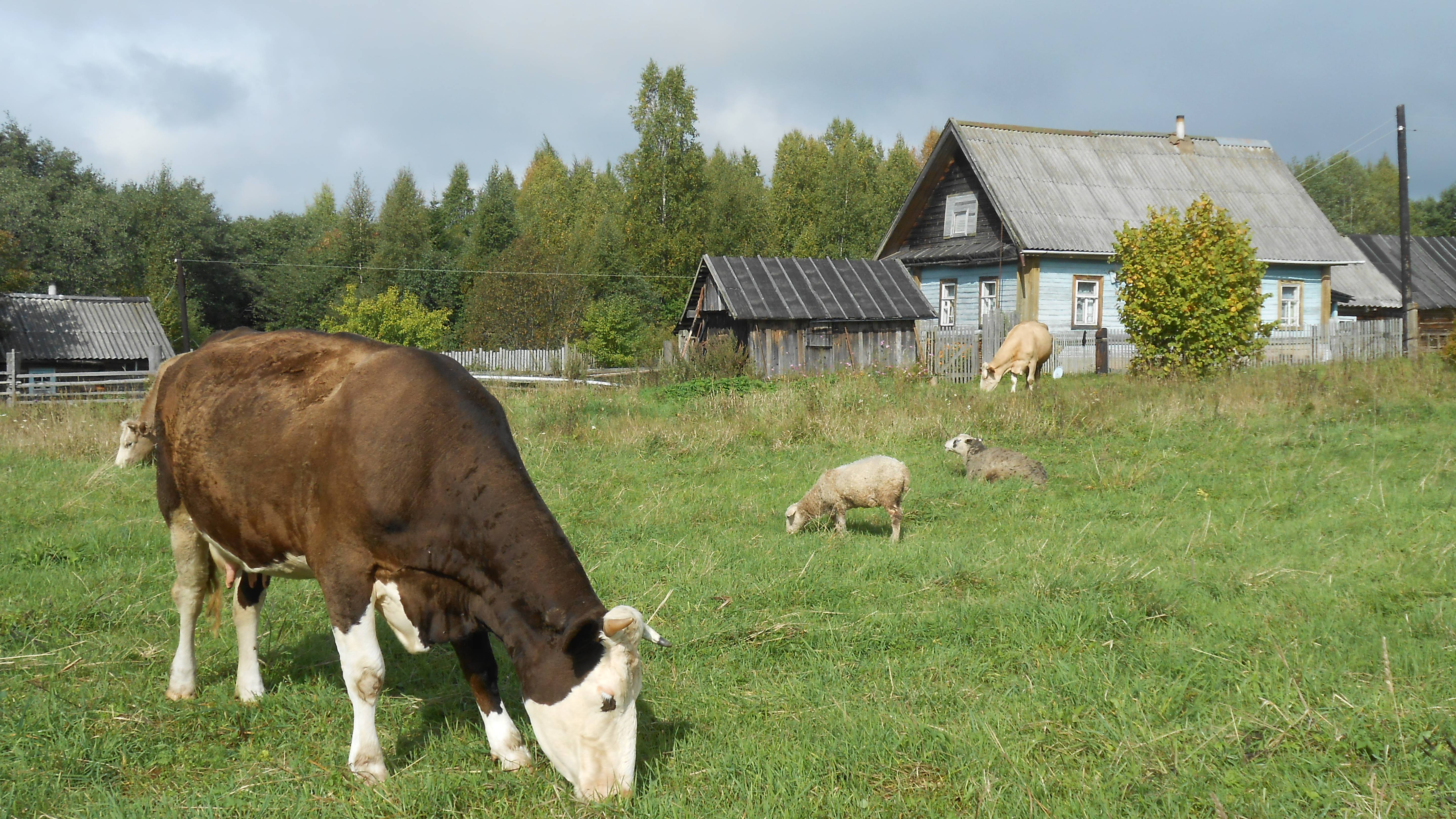 В тверских деревнях