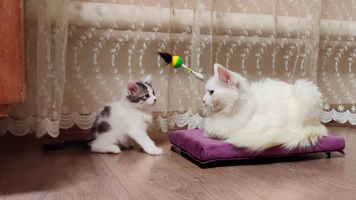 Заботливая мама-кошка и веселые котята. Милая кошачья семья.