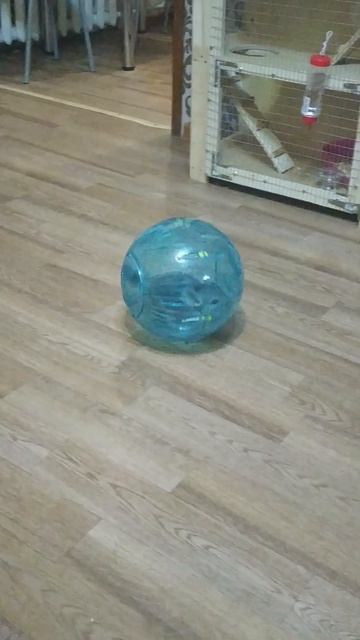 Шиншилла катается в шаре