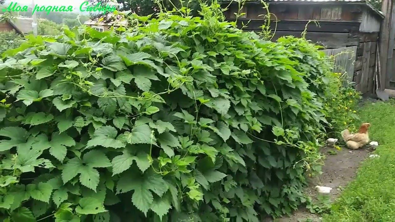 Цыплята, папоротник и гуси