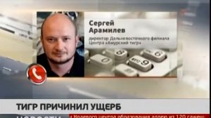 Тигр нанес ущерб. Новости. GuberniaTV