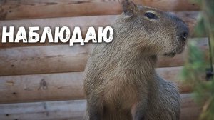 Капибара по-философски спокойна. Ленинградский зоопарк