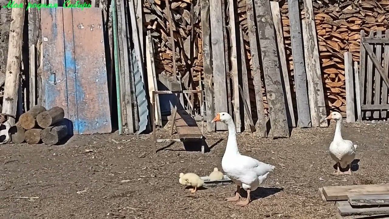 Стёпкины гусята купаются уже! Моим птичкам нужна свобода!