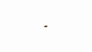 The ixodic mite dermacentor marginatus is moving paws and creeping from right side to the left side