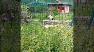 Японский журавль стоит в болоте