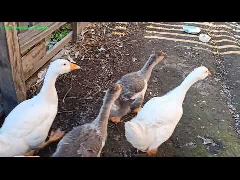 Цыплят выпустила на улицу.  Сколько же у нас гусей?