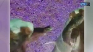इन जानवरों से पंगा ना बाबा ना 🤣😜.... Funny Animals Video 2022 (Part-3)