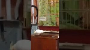Яша и Кроша. Кроша защищает свою территорию (часть 3). Очень страшно!