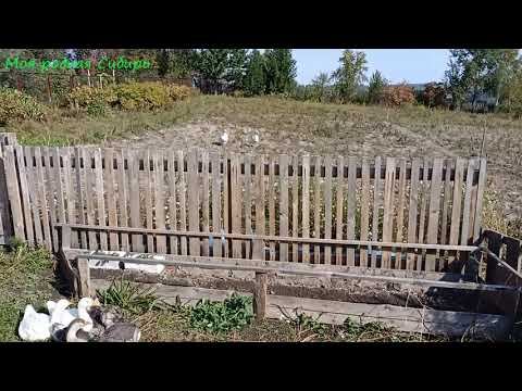 Гуси все вместе ходят, но своими группами.