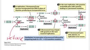Biol 360 Tutorial DNA Mutations Intercalating agents