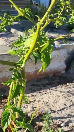 Habanero Transformation