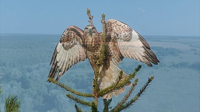 Вещание Гамаюна 11 Легенда о мышелове (Канюк)