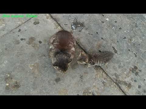 Маленький котёнок думает что кот Риччи его мама. Гусак Стёпа защищает своих гусят.