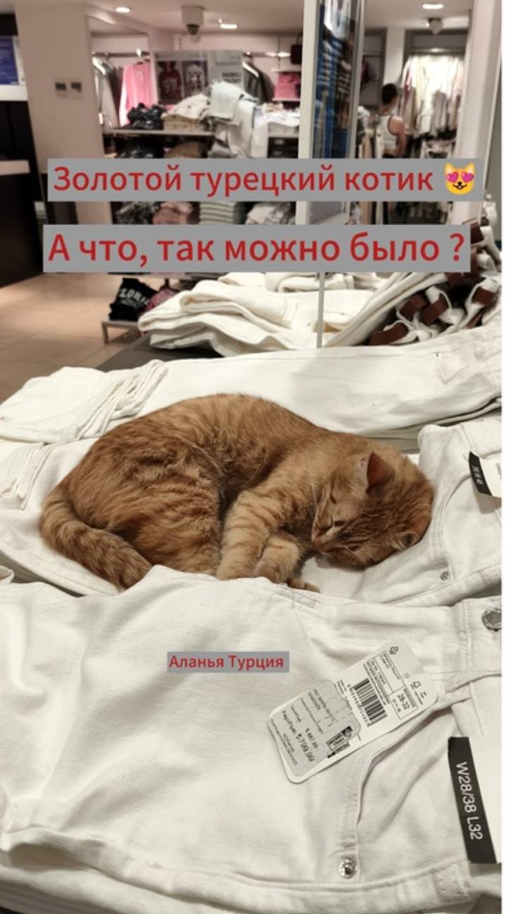 Золотой турецкий котик... А что, так можно было ? 😻