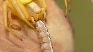Thomise qui nom nom de la chenille