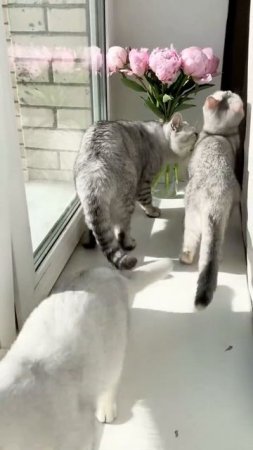 British cats 🐈 Kylie 👸Cristal 💎and Emmanuel 🍏with pink pions🌸🌸🌸Британские кошки с пионами.