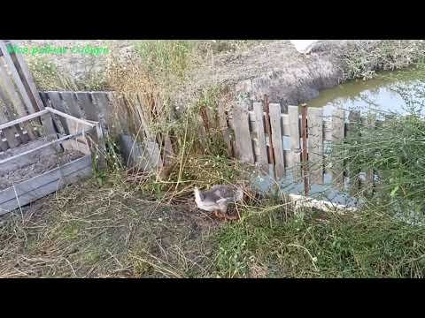 Кнопочкин гусёнок ищет выход из ограды и...нашёл!