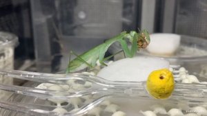 ジャングルで捕獲されたエレガンスマンティス　Caliris elegans adult female マレーシア🇲🇾