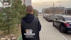 Безопасность собак на прогулках в зоошколе "Комфортная собака"
