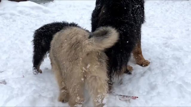 Как познают мир малыши тибетского мастифа