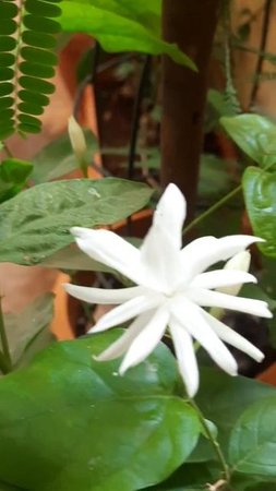 Star jasmine Plant #lovelyflowers #garden #beautifulflowers