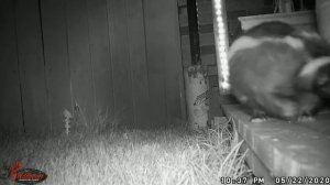Skunky Skunkerson (Petunia)