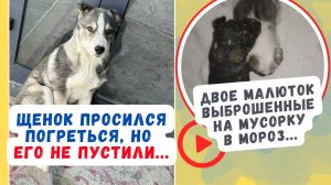 Остатки спасённых после зимы. Или бросим погибать?