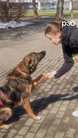 Как провести выходной🐶