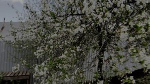 Весна в разгаре #vivox200pro #anamorphic #djiom6 #mcpro24fps #россия #zov