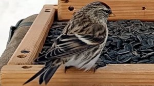 На кормушку прилетели Большие Синицы, Чечётки и Снегири (09.02.2025 года)
