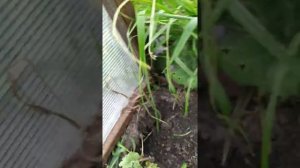 Уничтожение крота
