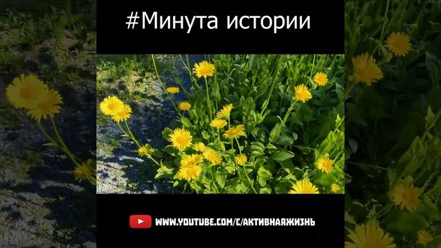 Полярно альпийский ботанический сад #shorts