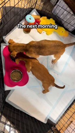 Woman Stops While Driving Home As She Spots Two Stray Puppies | The Dodo