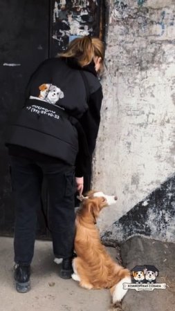 Профессиональный выгул в зоошколе "Комфортная собака"