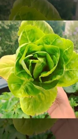 Como cultivar uma horta em casa #shorts
