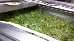 Rucola1