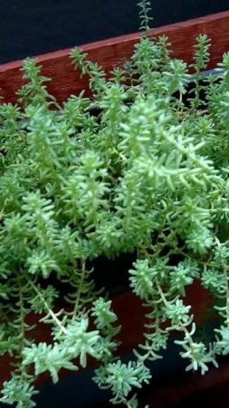 Sedum Rupestre