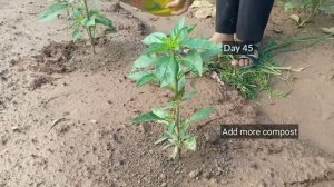 How to grow chilies plant from seeds / Growing Chilies peppers from seeds (Beginning till harvest)