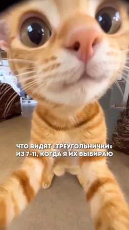 Что видят продукты из 7-11. А что вы там покупаете?