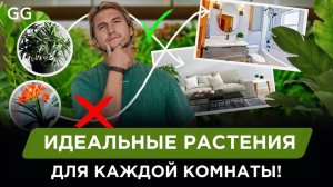 Как подобрать растения для каждой комнаты? Ошибки при озеленении дома, о которых не говорят!