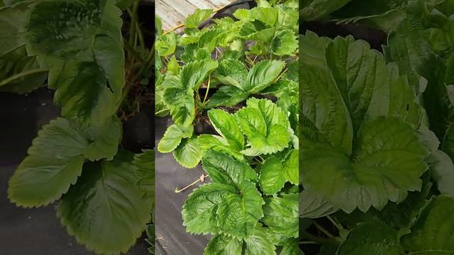 🍓Сорт Азия - гигант на вашем участке.Земляника -клубника на вашем участке.