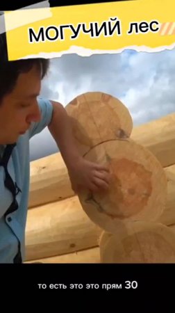 могучий лес