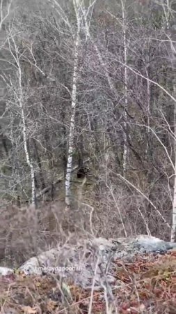 встреча с медведем в Башкирии