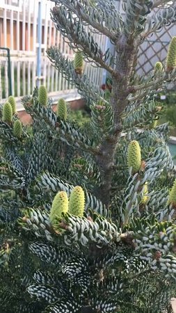 Spring Beauty: Wonderful Conifers Garden #shorts