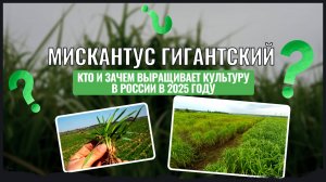 Мискантус Гигантский - кто и зачем выращивает культуру в России в 2025 году