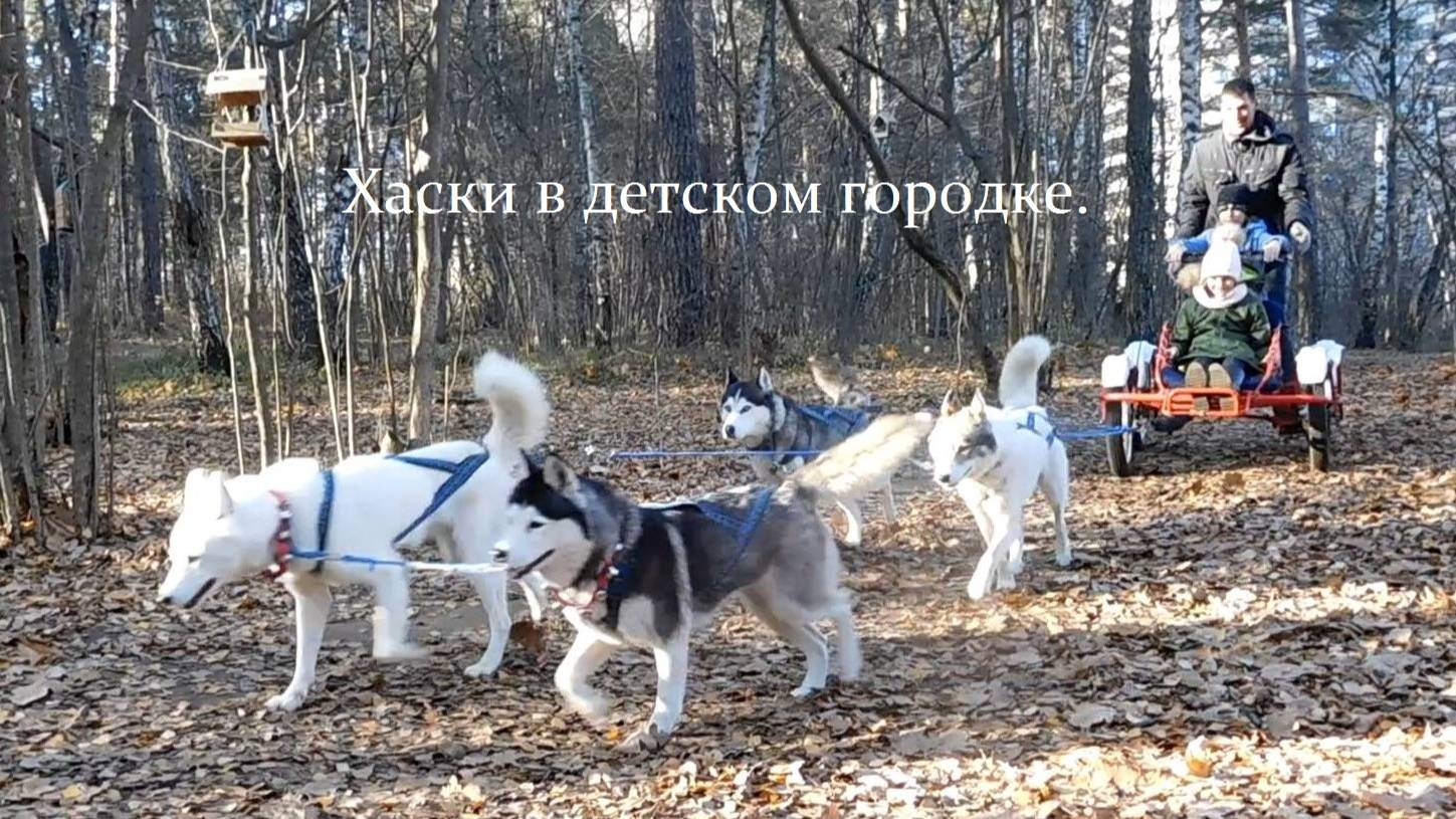 Хаски в упряжке в детском городке.