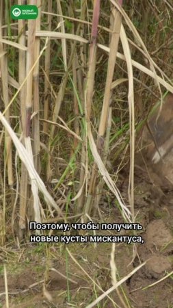 Как размножается Мискантус Гигантский